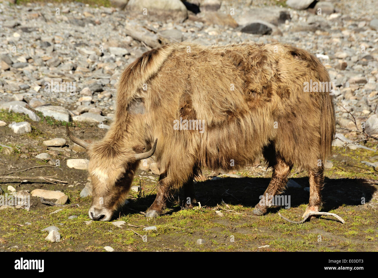 Bhutanese yaks hi-res stock photography and images - Alamy