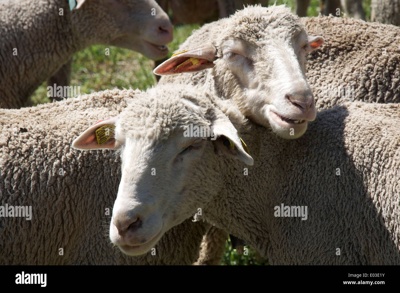 French agriculture. Portrait of two mature sheep, part of a flock ...