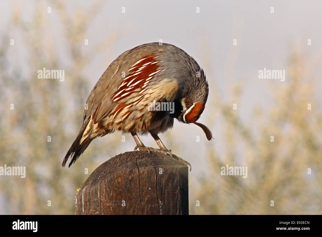 Preening chest hi-res stock photography and images - Alamy