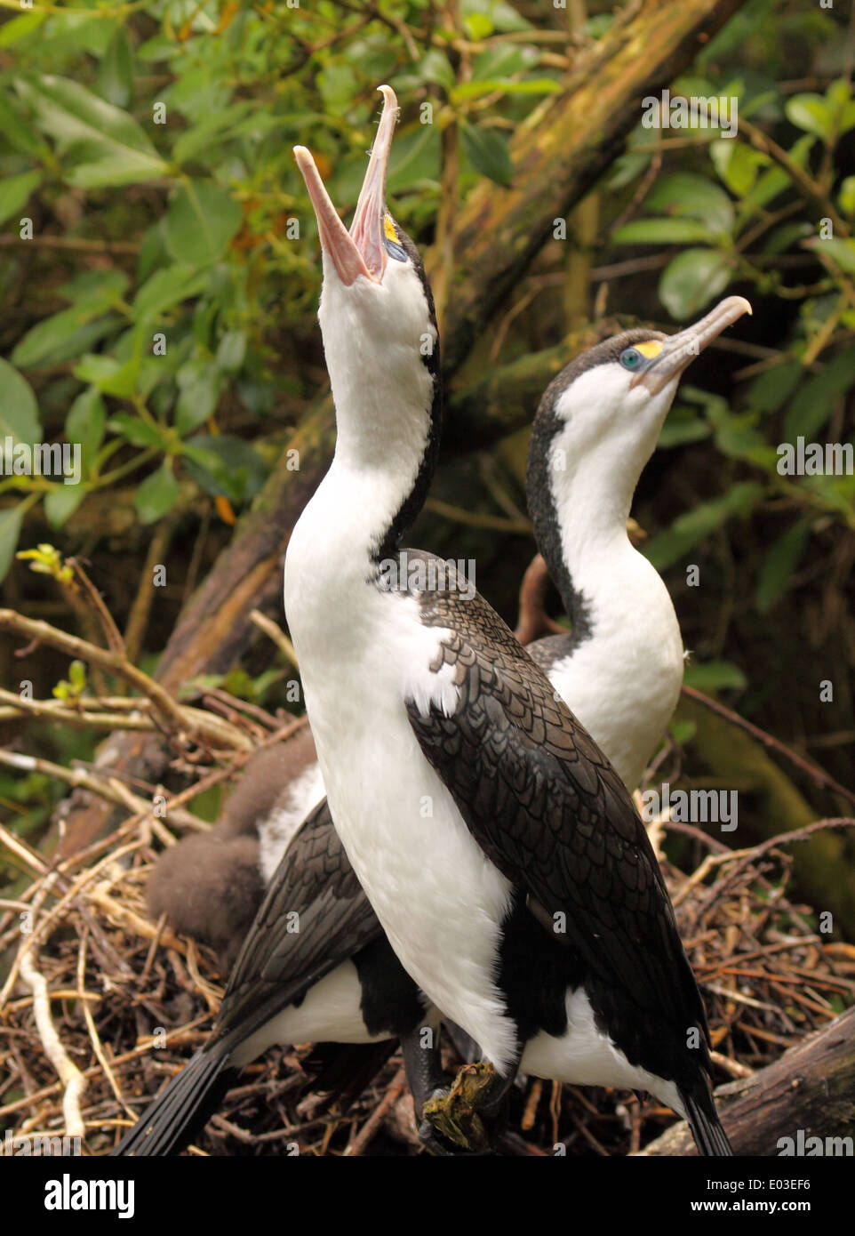 Shag from hi-res stock photography and images - Alamy