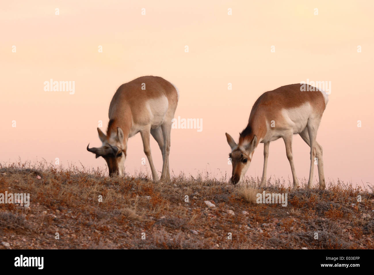 A pair of Pronghorn Antelope feeding on the top of a ridge Stock Photo ...