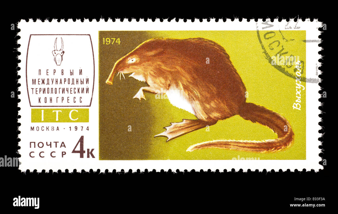 Desman russia hi-res stock photography and images - Alamy