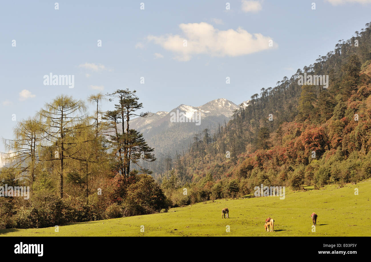 Himalayan landscape on Merak Sakteng trek, Eastern Bhutan Stock Photo ...