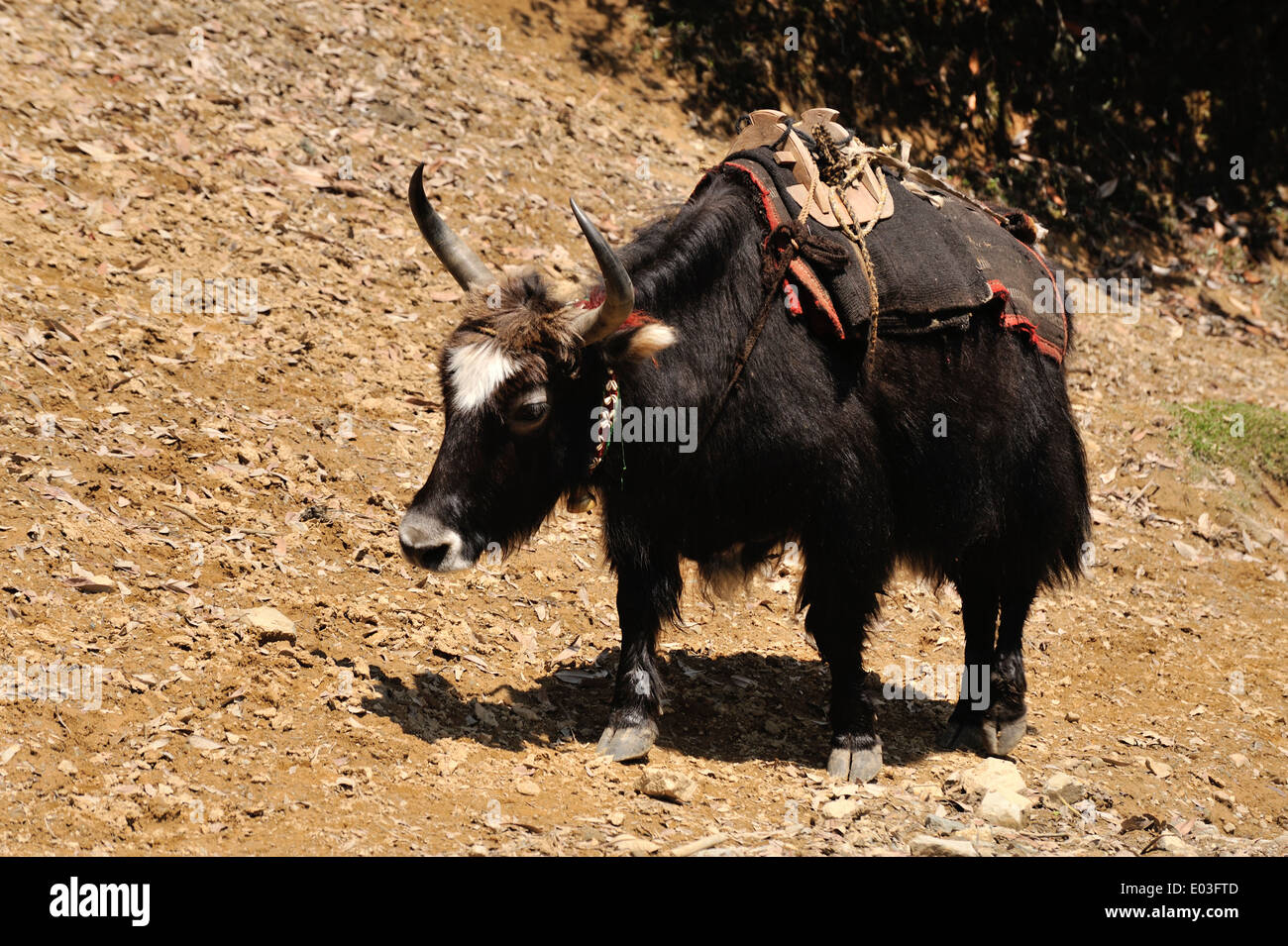 Saddled yak, Merak and Sakteng trek, Eastern Bhutan Stock Photo - Alamy