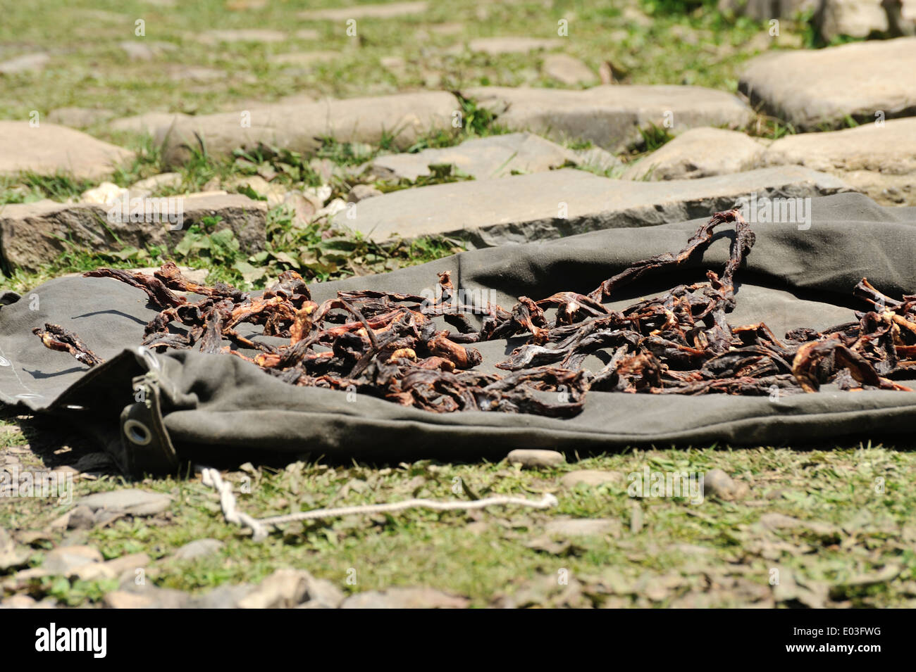 Dried meet, village of Sakteng on Merak and Sakteng trek, Eastern ...