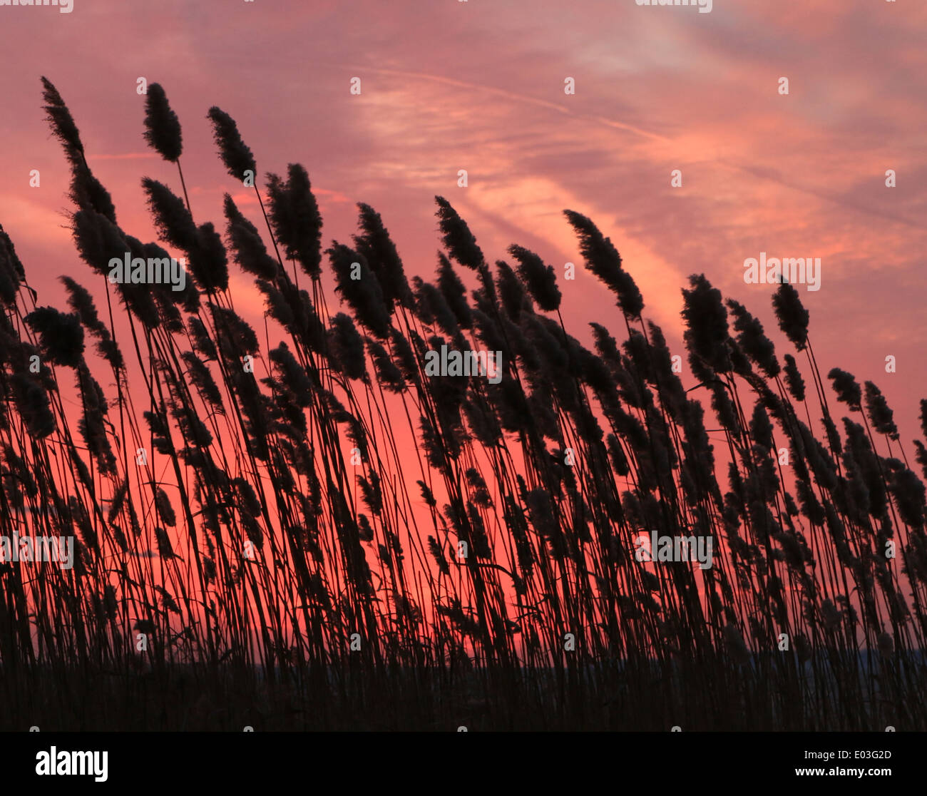 Marsh reeds along shore hi-res stock photography and images - Alamy