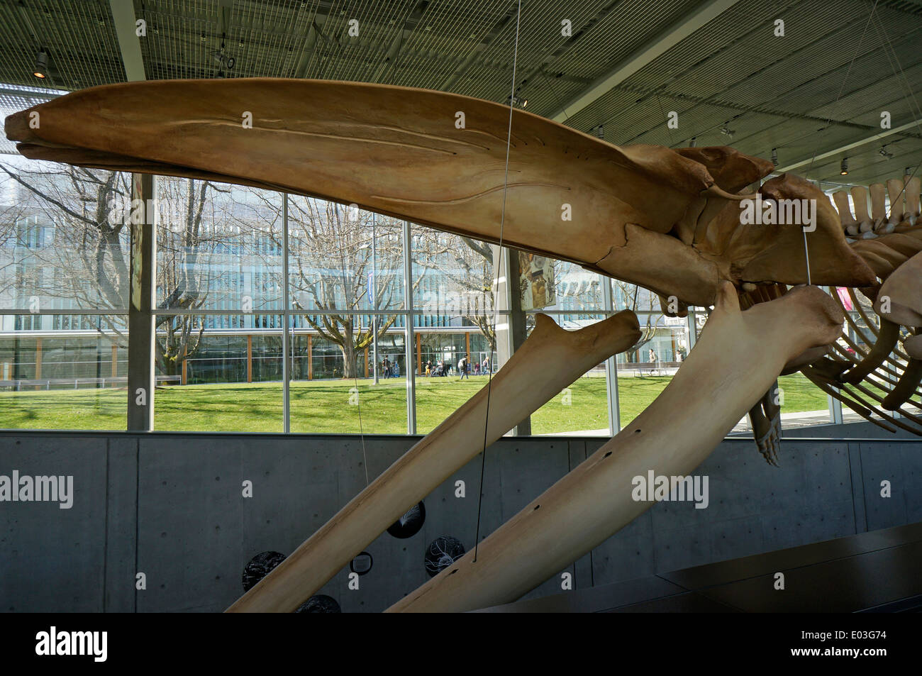 Blue Whale Jaw Bones High Resolution Stock Photography and Images - Alamy