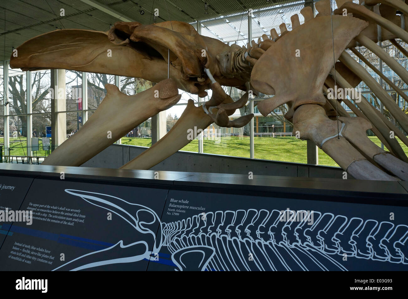 Blue Whale skeleton and interpretive signs, Beaty Biodiversity Museum ...