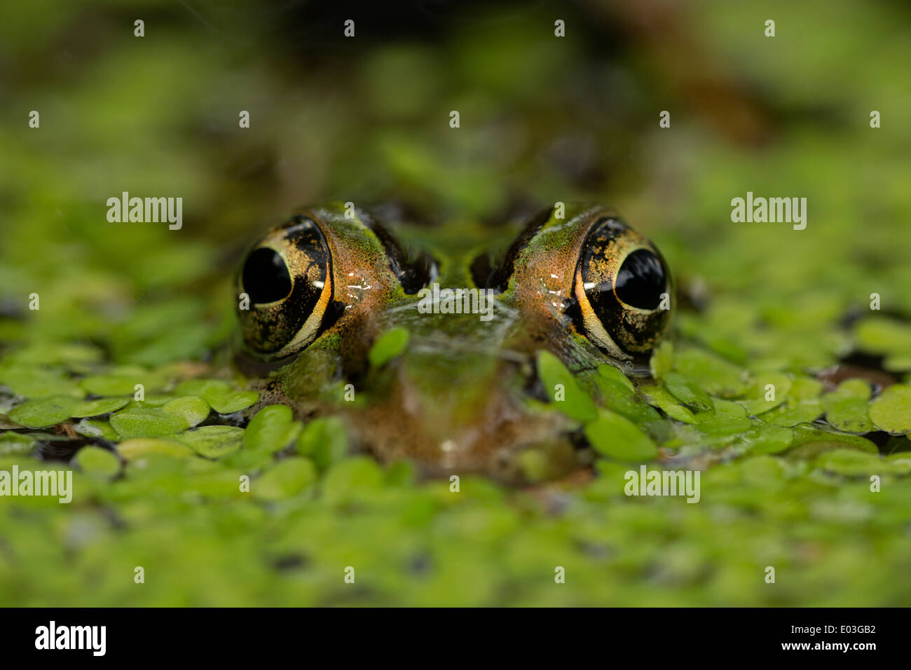 Frog Jumping Pond High Resolution Stock Photography and Images - Alamy