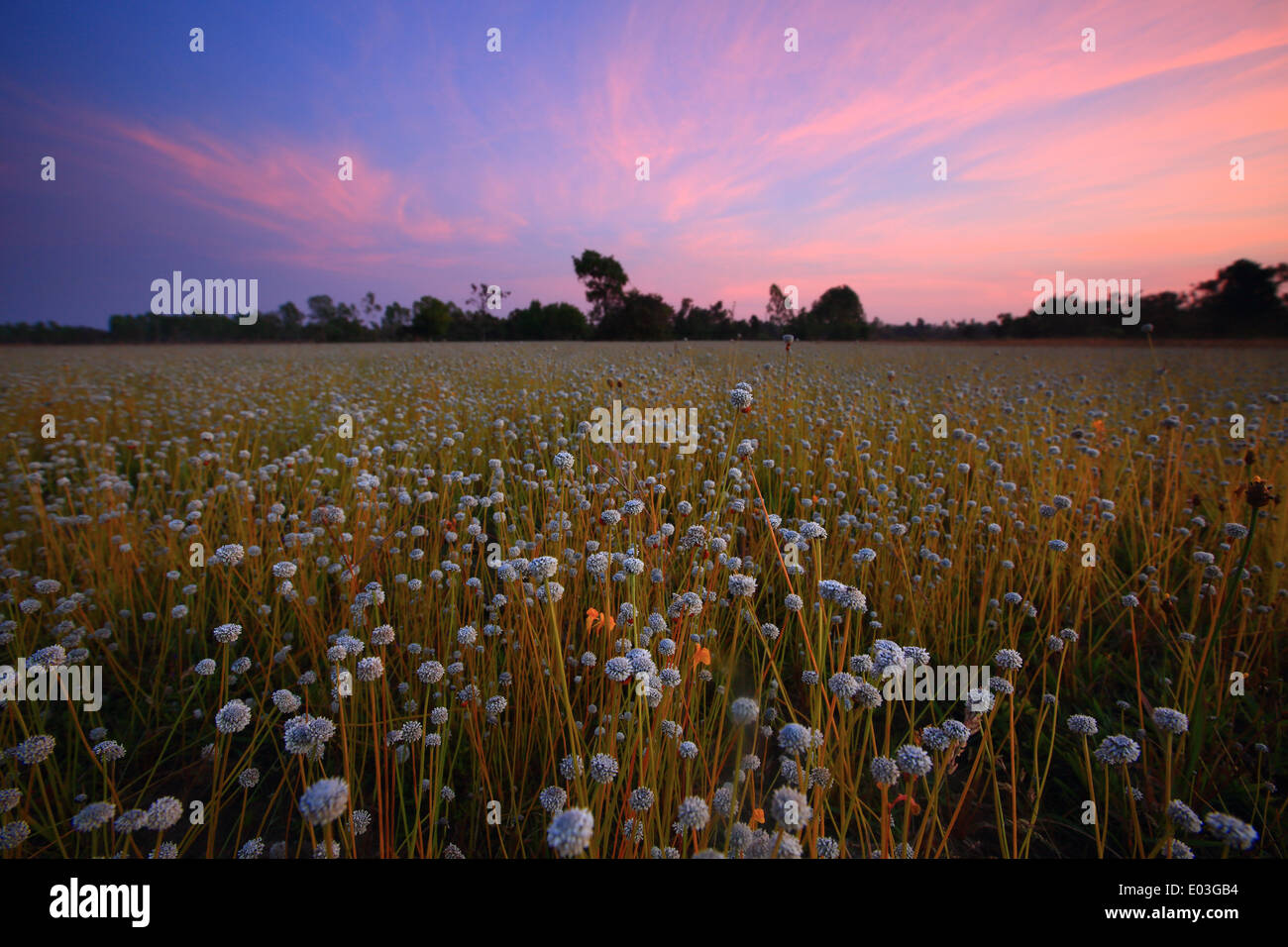 Flower field before sunset. field of flowers Thailand Stock Photo - Alamy
