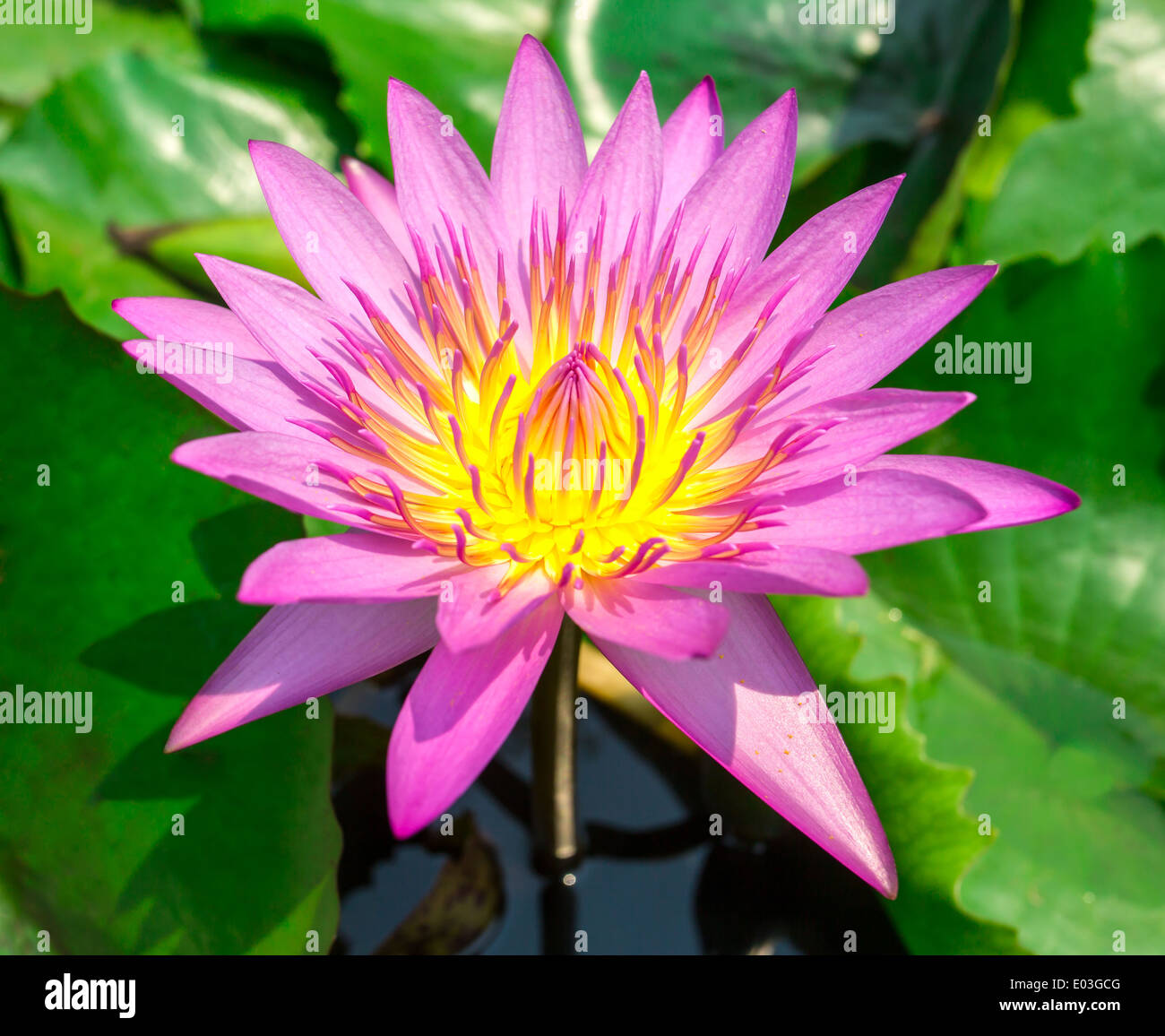 Purple water lilies nymphaea hi-res stock photography and images - Alamy