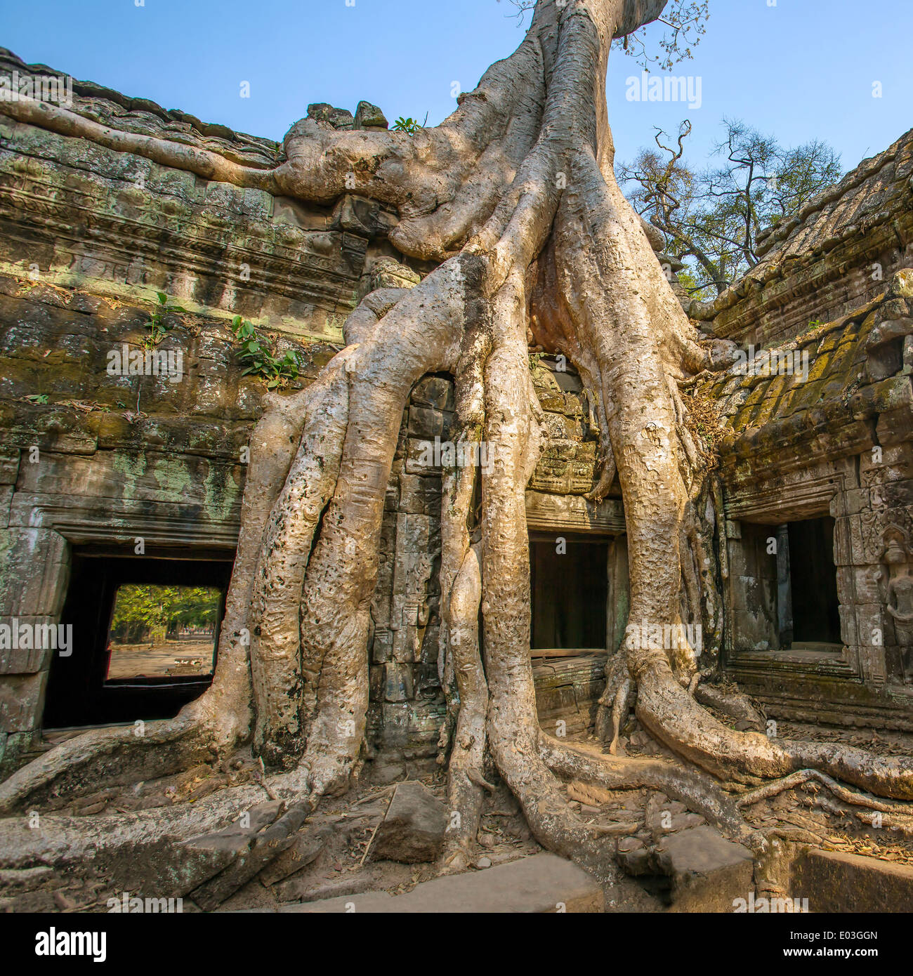 Giant ancient tree hi-res stock photography and images - Alamy
