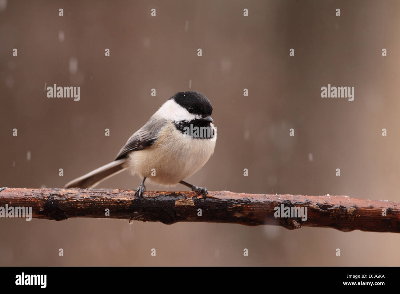 Black Capped Chickadee Snow