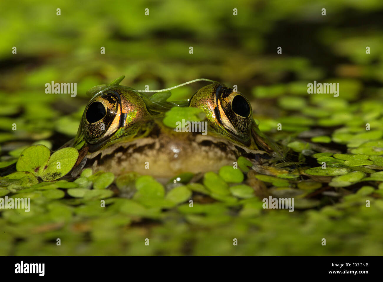Frog jumping pond hi-res stock photography and images - Alamy