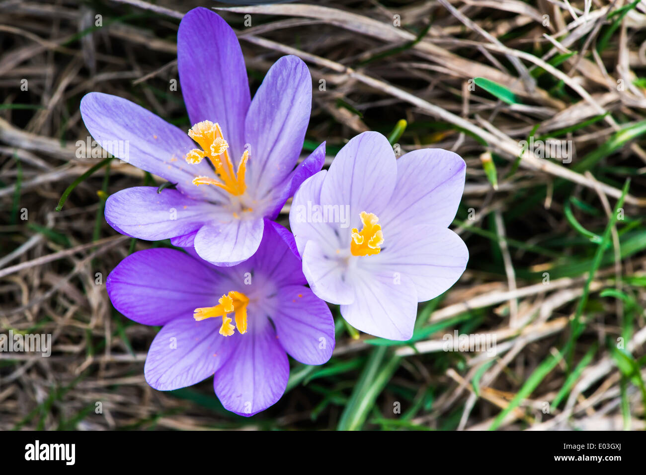 Violet colours hi-res stock photography and images - Alamy