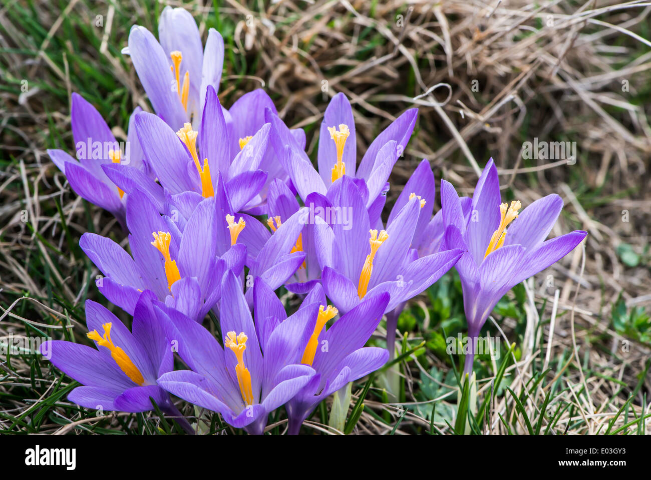 Blue crocus hi-res stock photography and images - Alamy