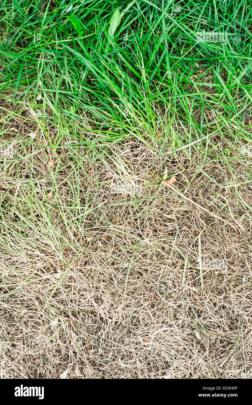Dead grass texture hi-res stock photography and images - Alamy