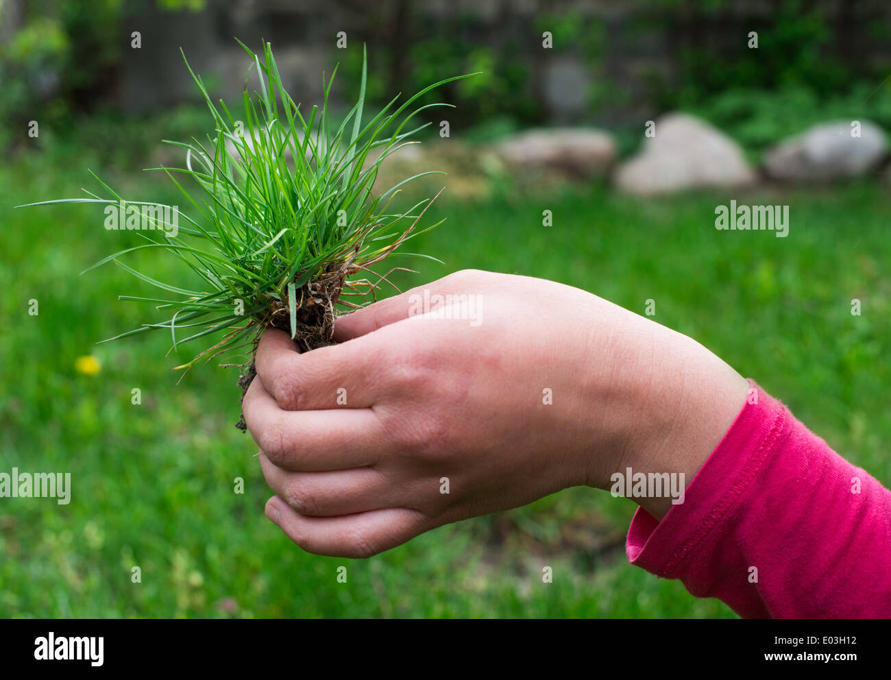 Hand holding turf grass and earth Stock Photo - Alamy