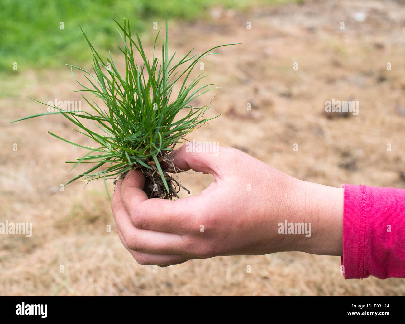 Hand holding turf grass and earth Stock Photo - Alamy