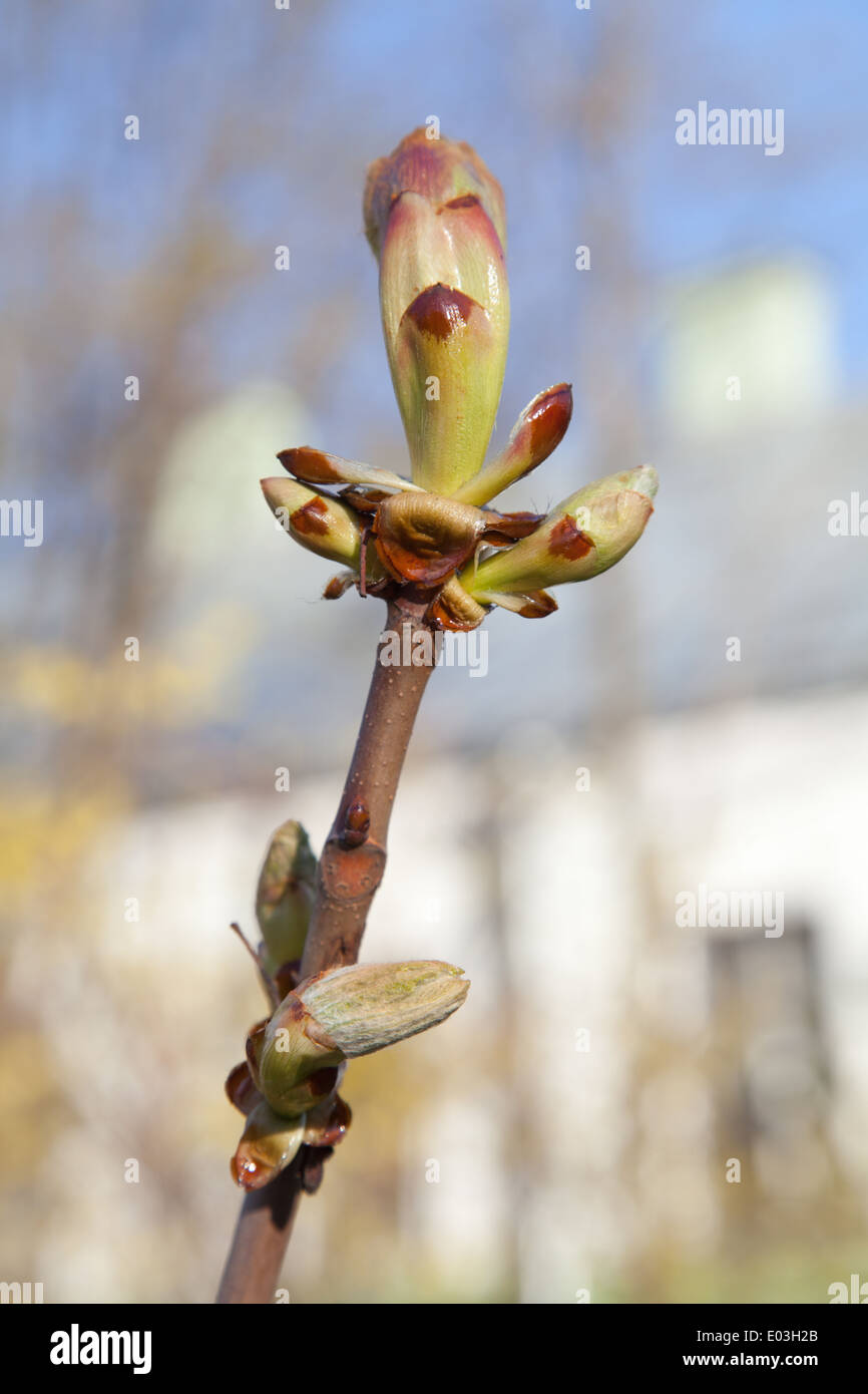 Leaf bud hi-res stock photography and images - Alamy