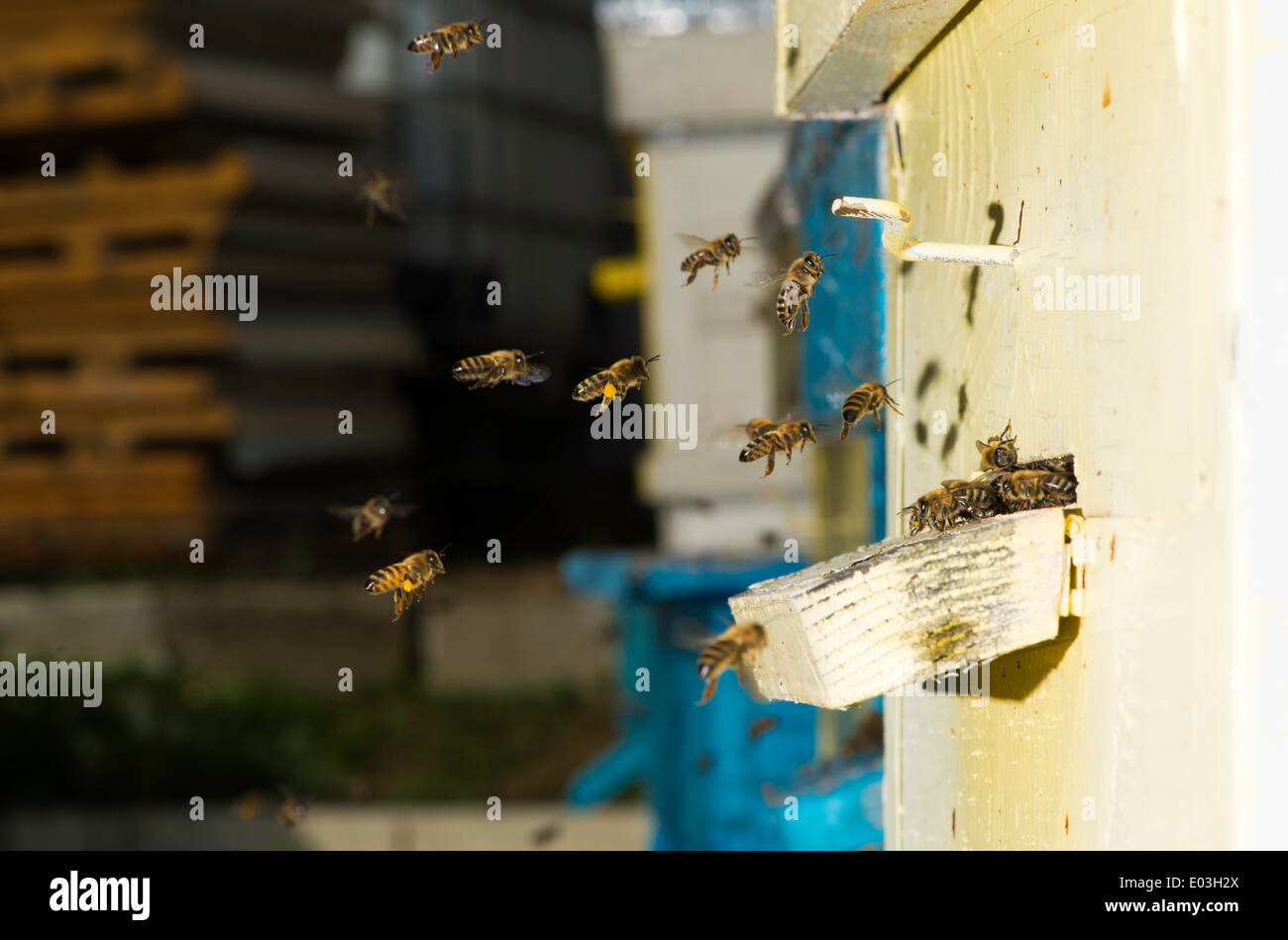 Bees entering the hive. White beehive Stock Photo - Alamy
