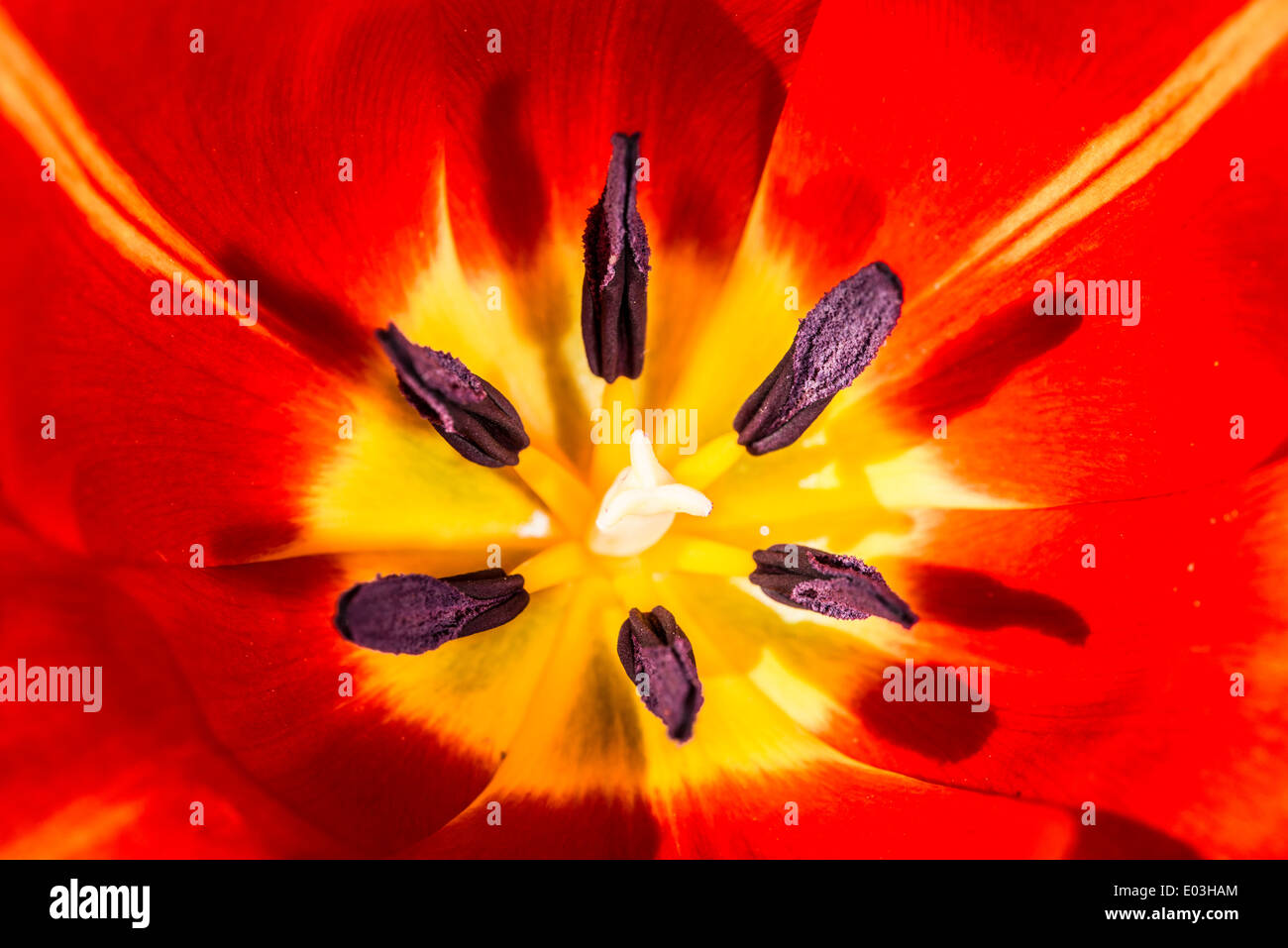Tulip stamen pistil macro hi-res stock photography and images - Alamy