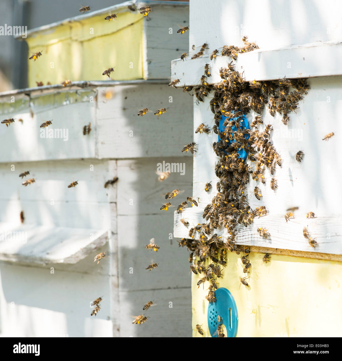 Beehive beekeeper bees swarm honey hi-res stock photography and images ...