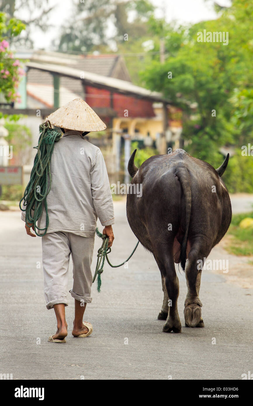 Man in a traditional Vietnamese hat with his water buffalo Stock Photo ...