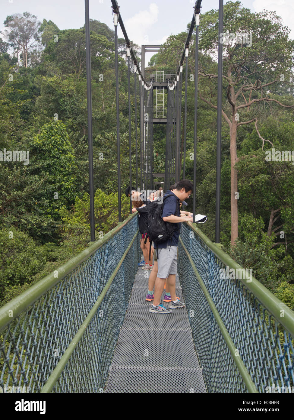 Tree top walk at MacRitchie reservoir in Singapore Stock Photo - Alamy