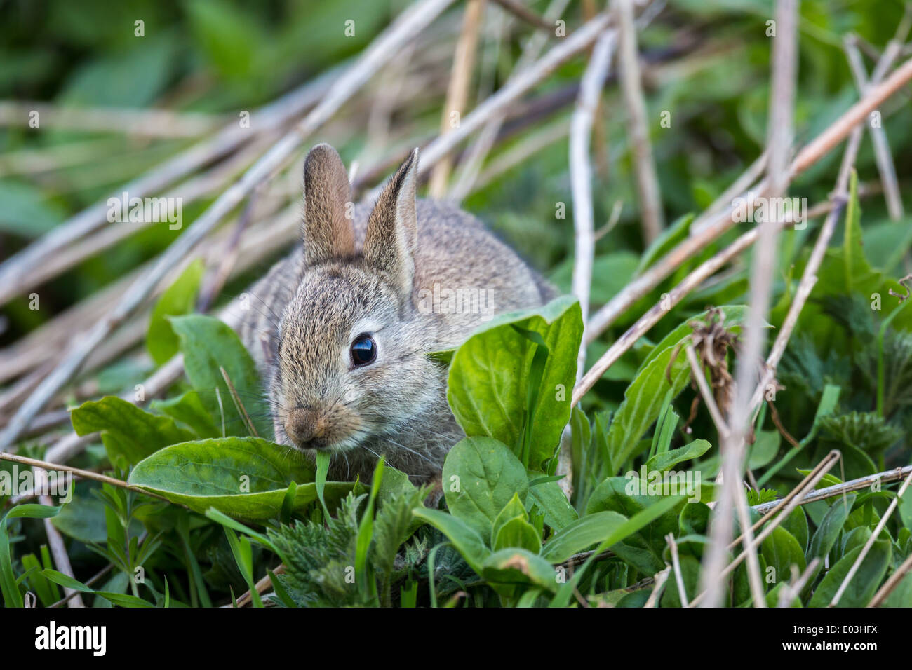 Rabbit Ears Veins High Resolution Stock Photography and Images - Alamy