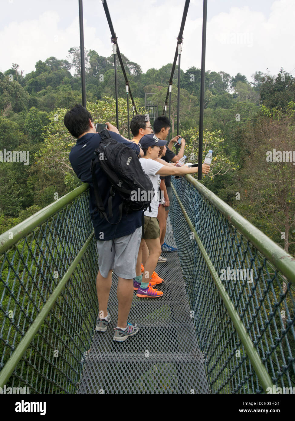 Tree Top Walk Sg