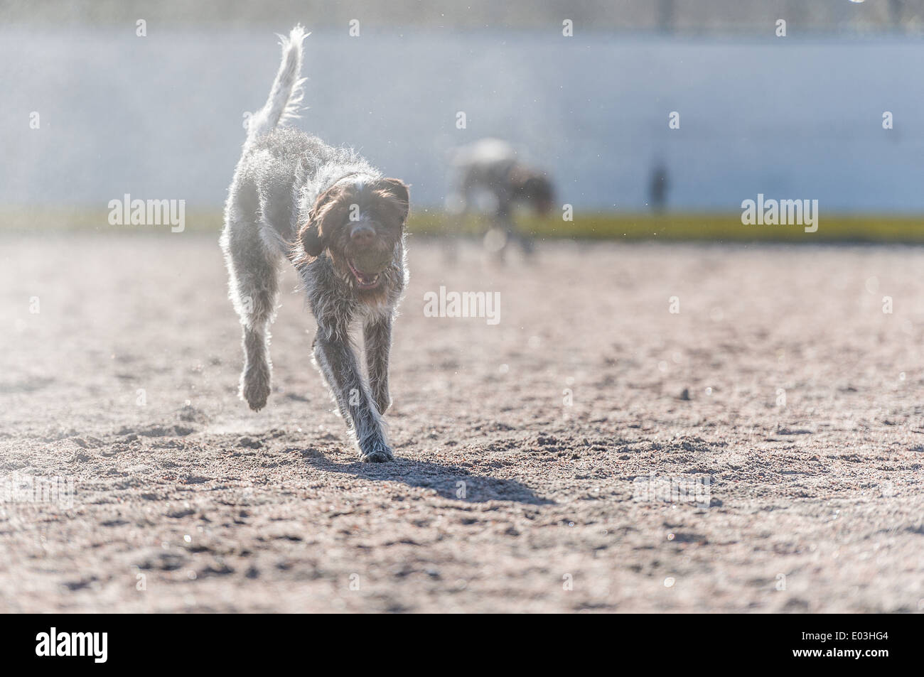 Adult German wire-haired pointer playing outdoors with a ball Stock ...