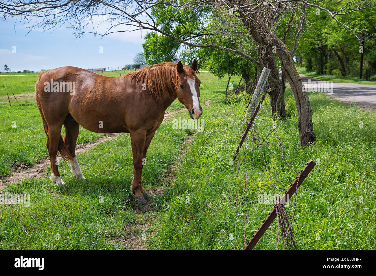 Spring horse grass hi-res stock photography and images - Alamy