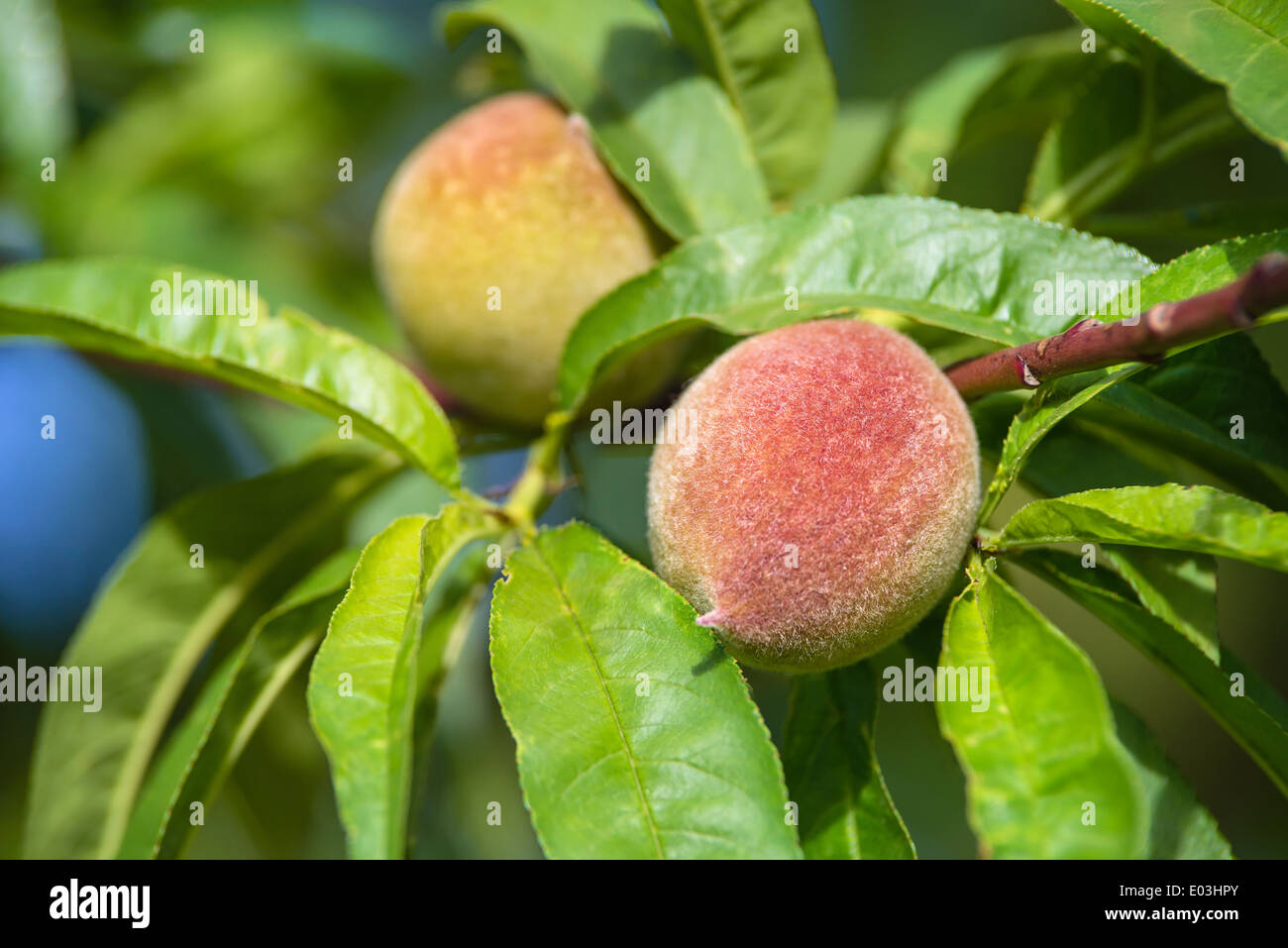 Fuzzy fruits hi-res stock photography and images - Alamy