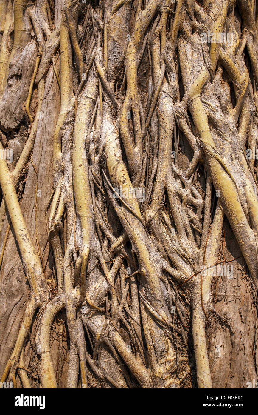 Tree roots close-up Stock Photo - Alamy