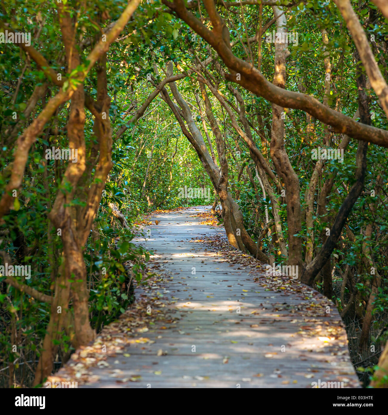 Mangrove boardwalk hi-res stock photography and images - Alamy