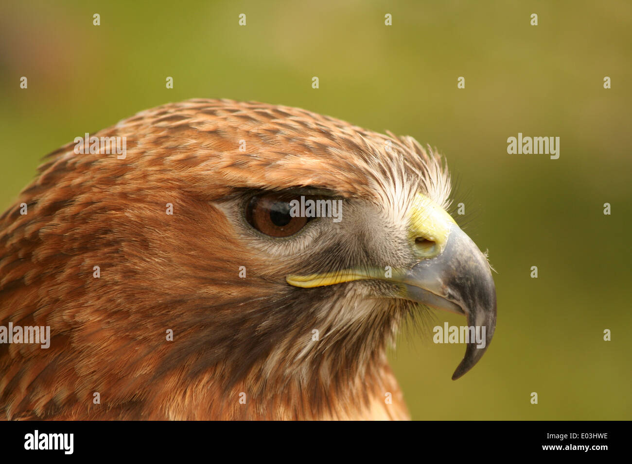 Hawk head hi-res stock photography and images - Alamy