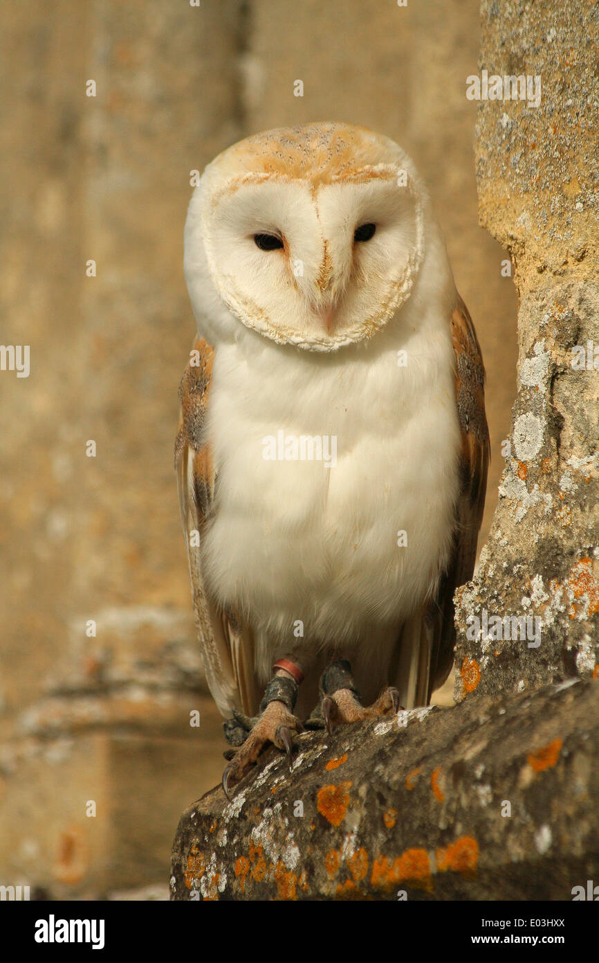 Barn owl on wall hi-res stock photography and images - Alamy