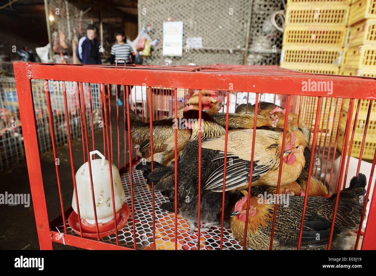 Shanghai chickens hi-res stock photography and images - Alamy