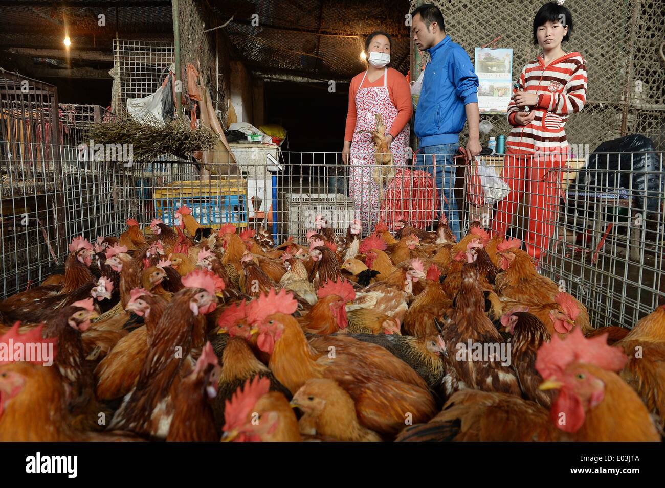 Shanghai chickens hi-res stock photography and images - Alamy