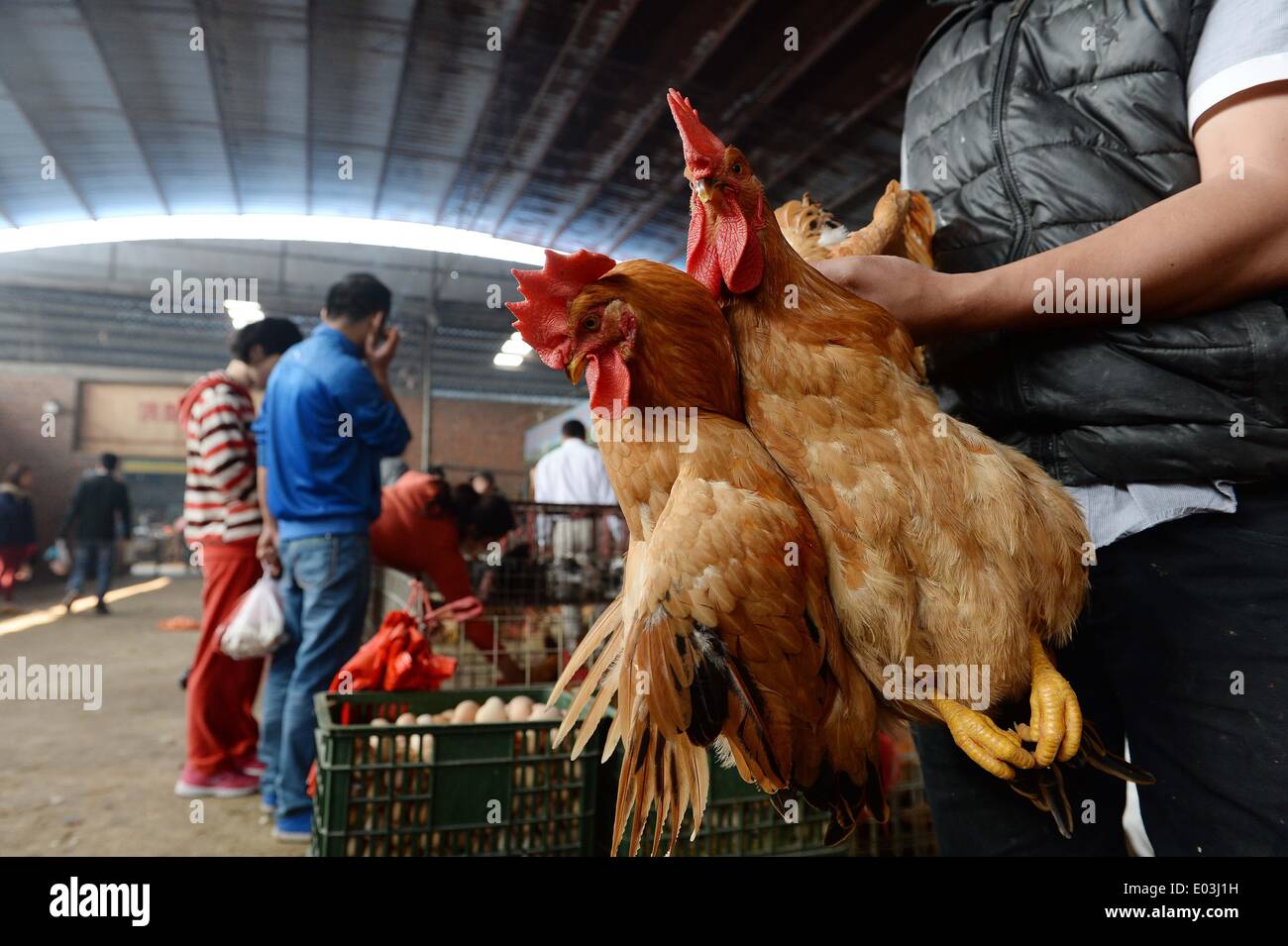 Shanghai chickens hi-res stock photography and images - Alamy