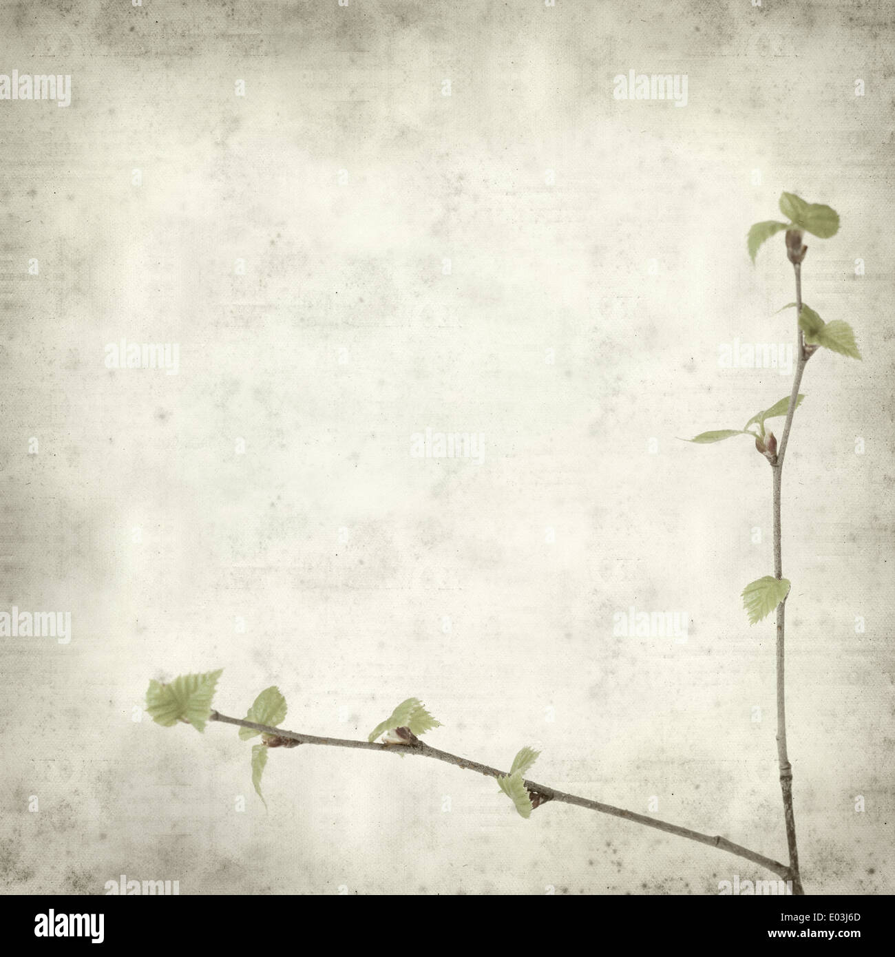 textured old paper background with young spring silver birch foliage ...