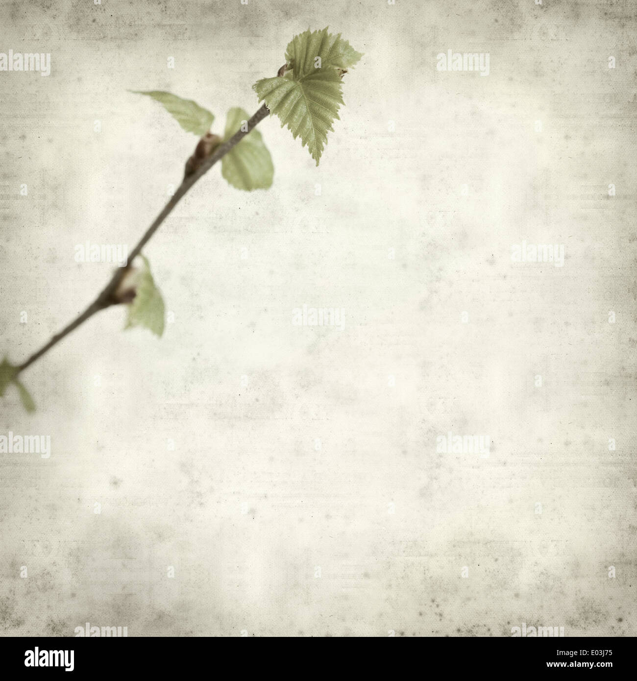 textured old paper background with young spring silver birch foliage ...