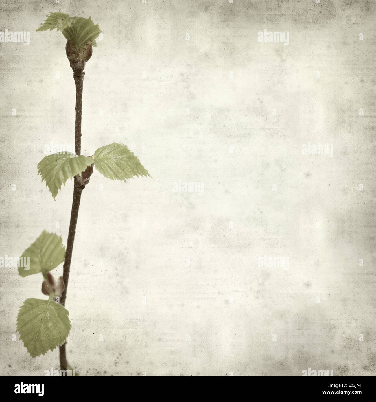 textured old paper background with young spring silver birch foliage ...