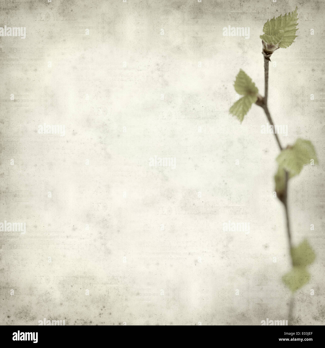 textured old paper background with young spring silver birch foliage ...