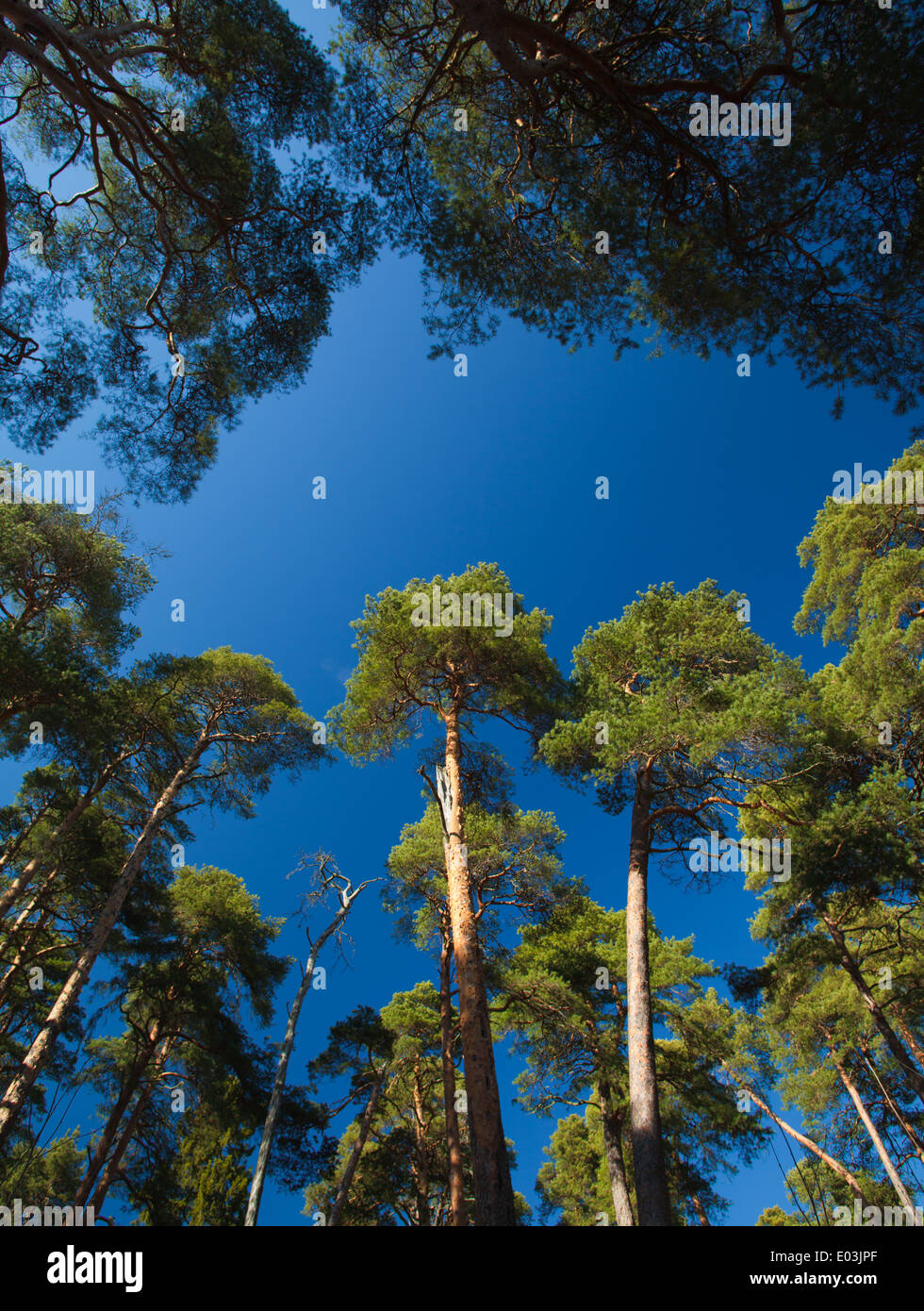 Upwards Shot High Resolution Stock Photography and Images - Alamy