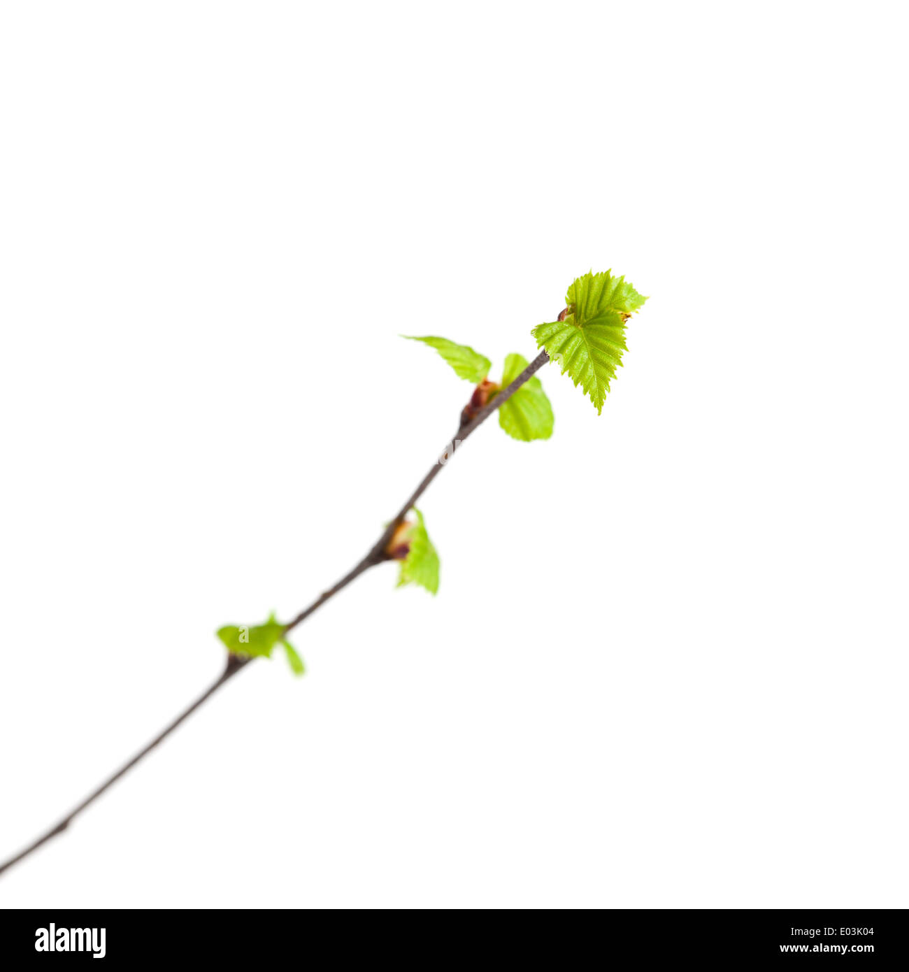 Silver birch texture Cut Out Stock Images & Pictures - Alamy