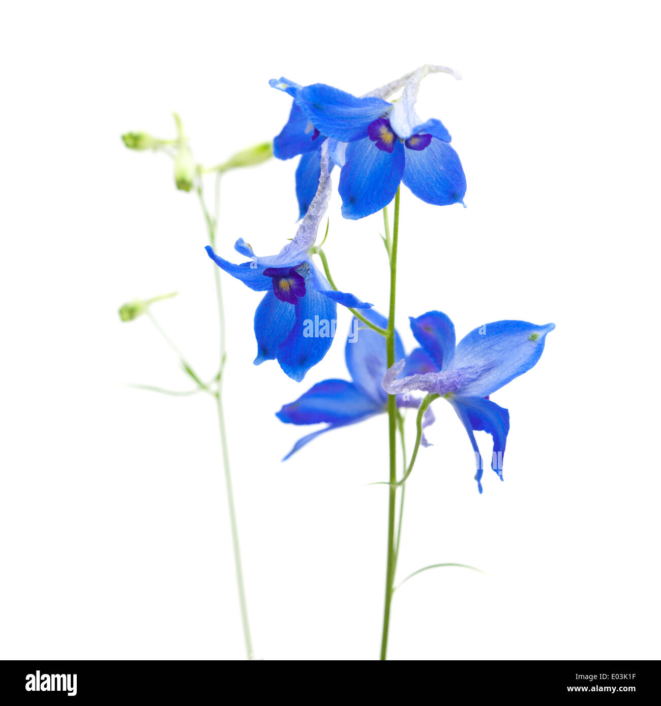 vibrant blue delphinium flower isolated on white Stock Photo - Alamy