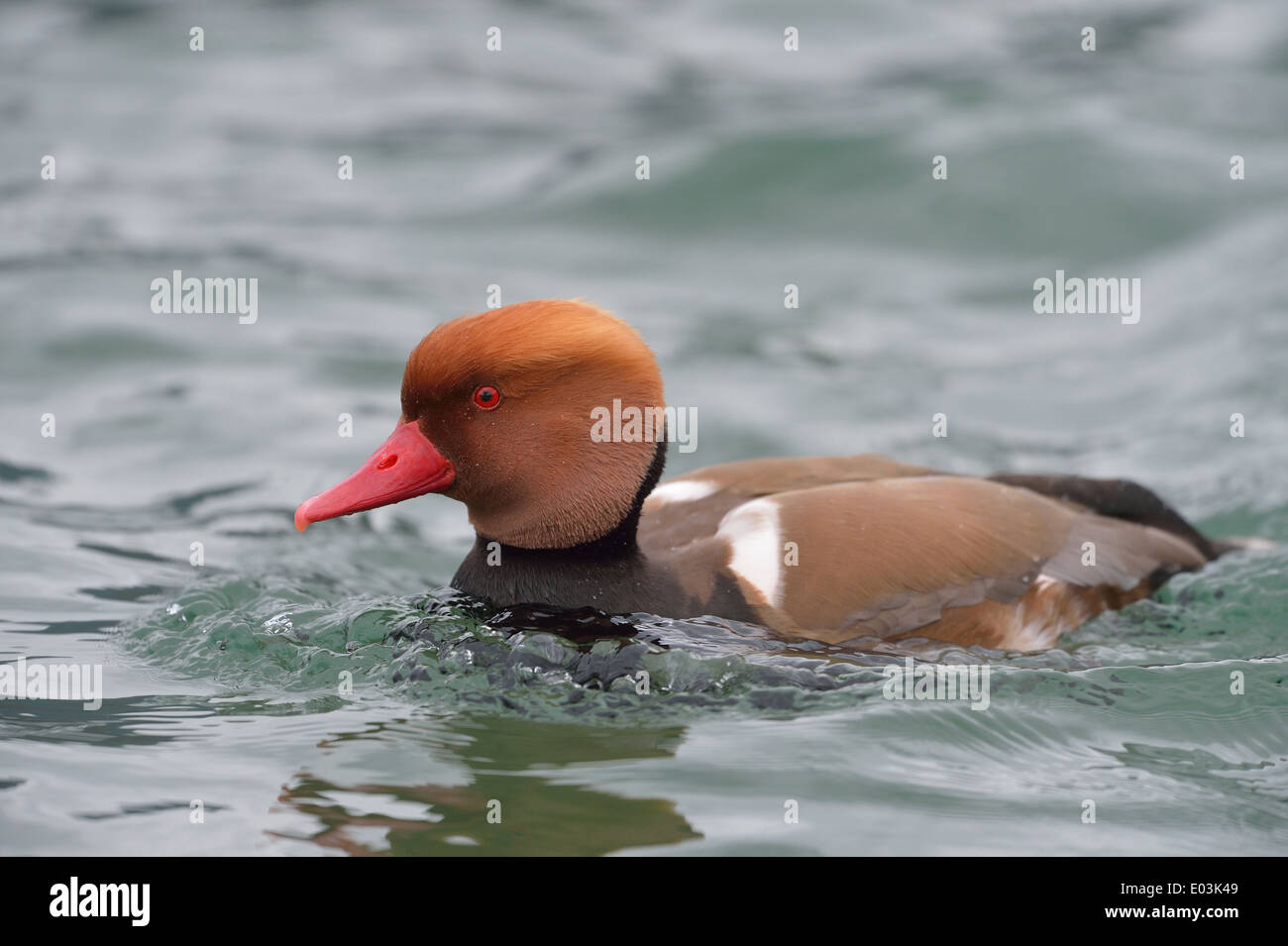 Red-crested Pochard - Red-crested Duck (Netta rufina) male swimming in ...