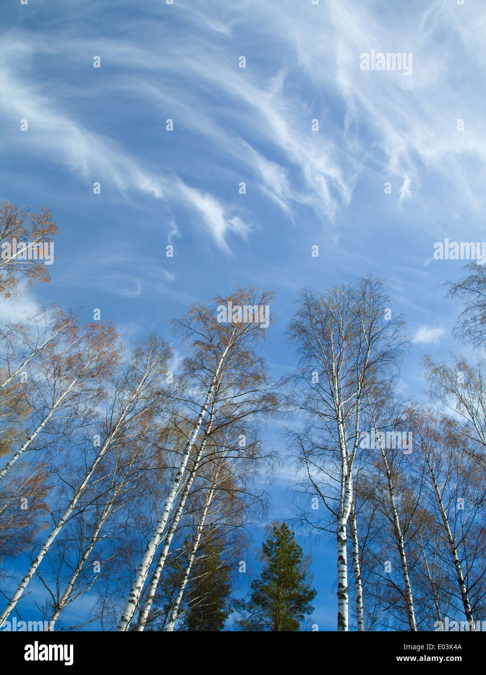 silver birches in spring upwards shot Stock Photo - Alamy